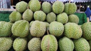 Ciri-ciri dan rasa durian black thorn, raja buah premium yang menjadi buruan penggemar durian ...