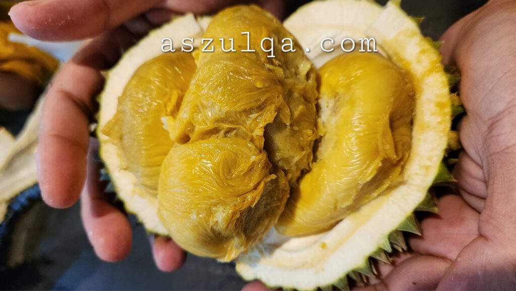 Ciri-ciri dan rasa durian black thorn, raja buah premium yang menjadi buruan penggemar durian ...