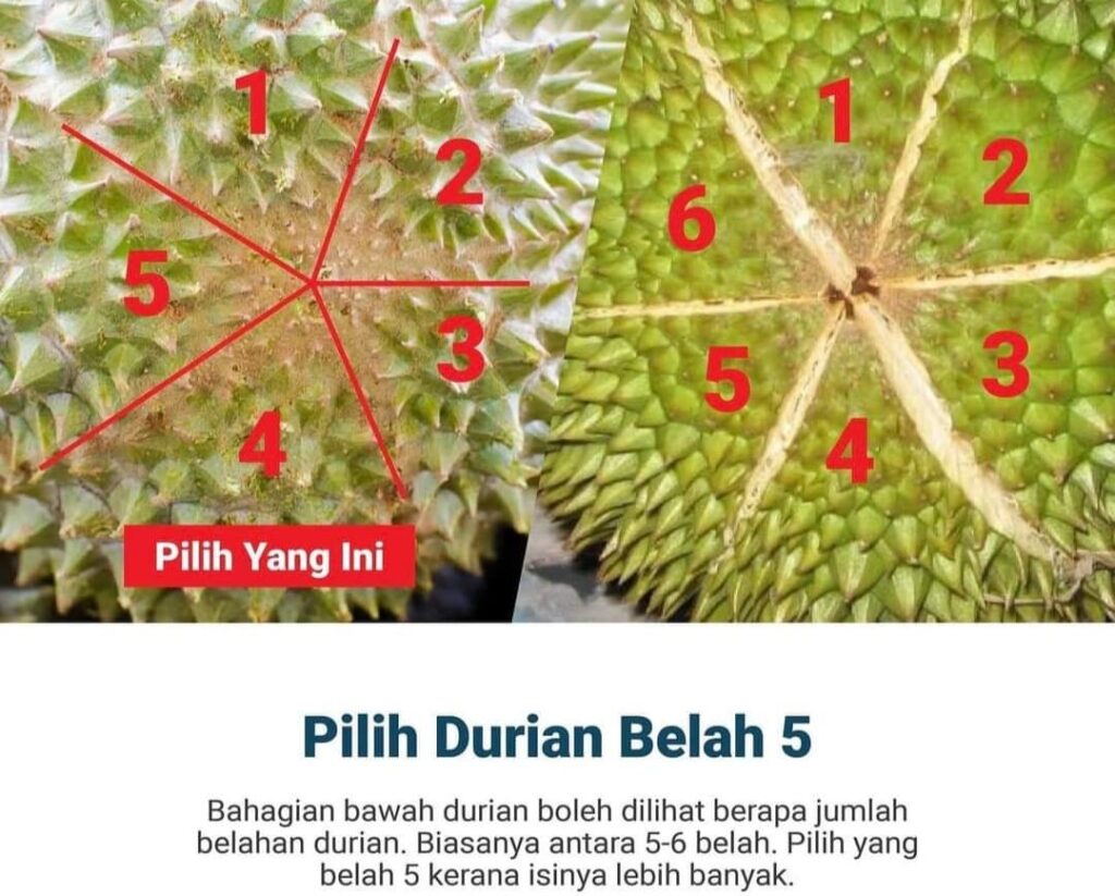 Tips memilih durian terbaik supaya anda tidak tersalah beli durian ...