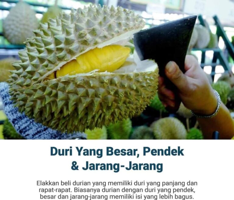 Tips memilih durian terbaik supaya anda tidak tersalah beli durian ...